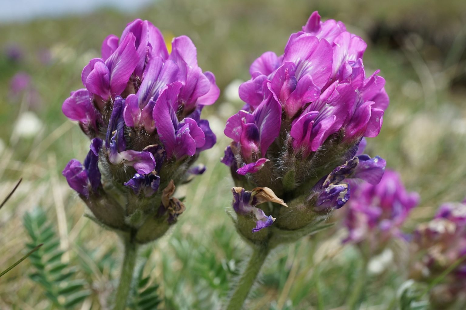 Rare Plant Project Ireland – Botanical Society of Britain & Ireland Rare Plant Project Ireland – Botanical Society of Britain & Ireland