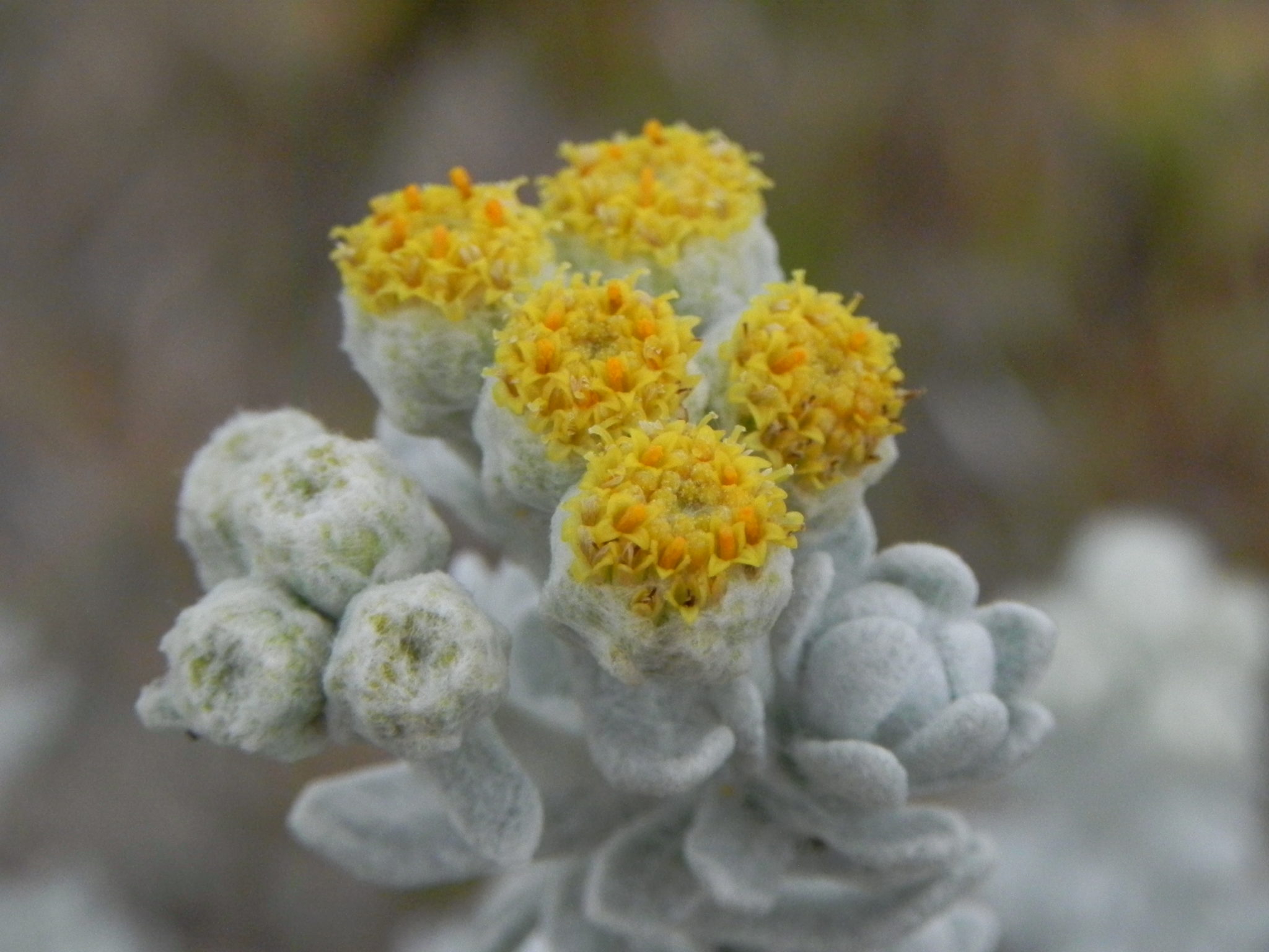 Rare Plant Project Ireland – Botanical Society of Britain & Ireland Rare Plant Project Ireland – Botanical Society of Britain & Ireland